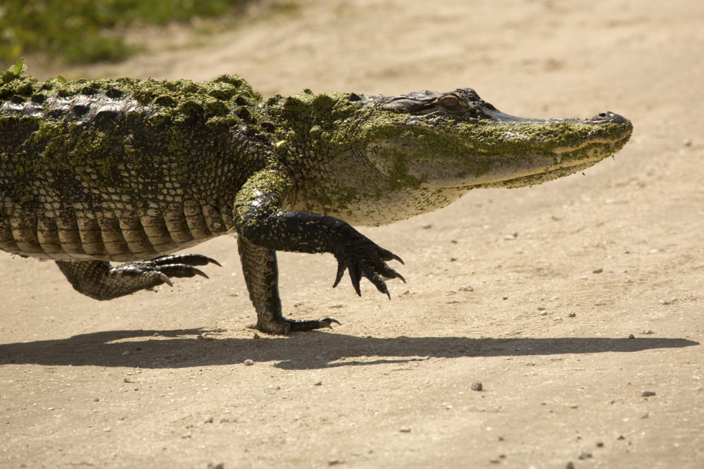 Watch: Walk Like An Alligator | Elite Personal Fitness